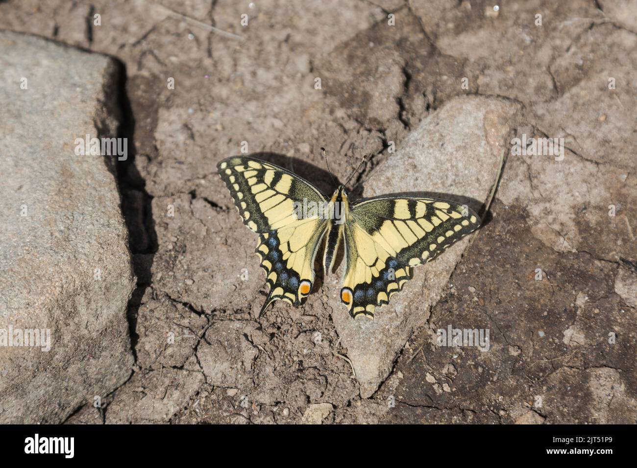 Papilio machaon gorganus, the Old World swallowtail, is a yellow butterfly of the family ...