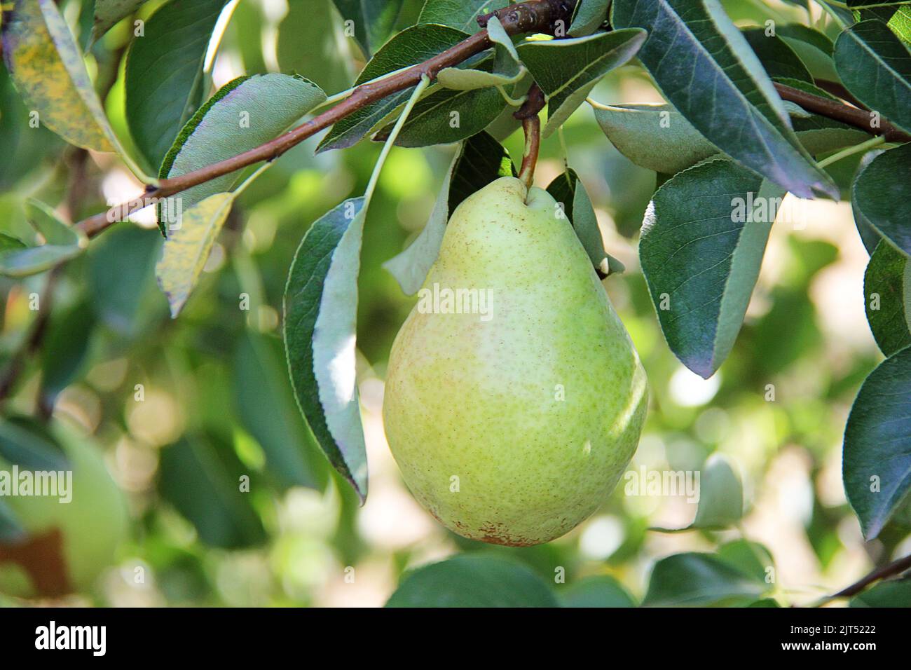 Green William Pear Fruit Hanging on Tree Branch Stock Photo - Alamy