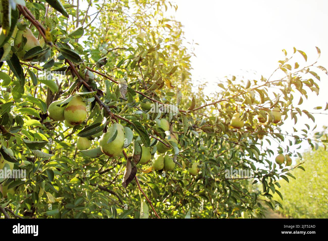 Pear orchard in fall color hi-res stock photography and images - Alamy