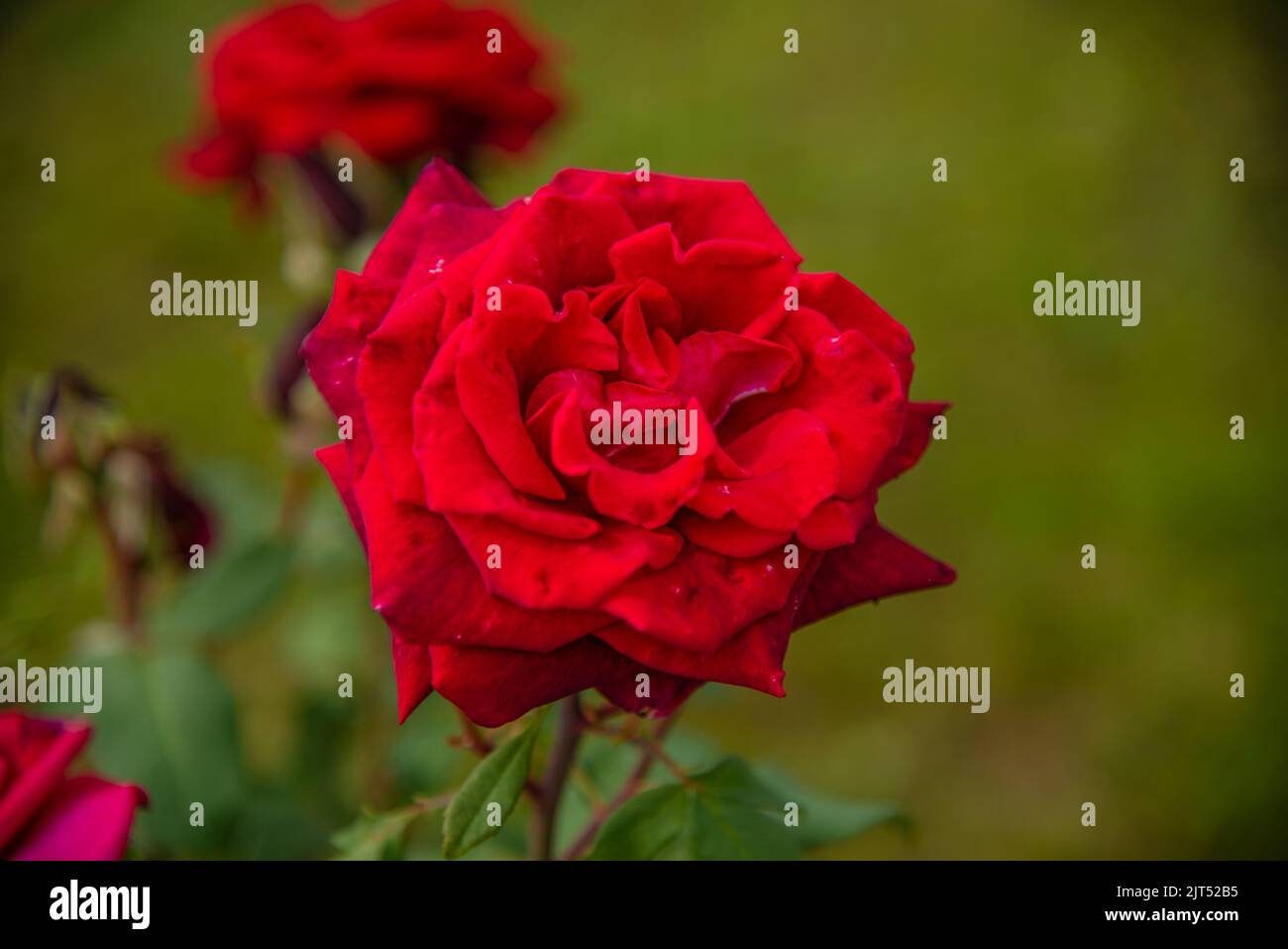 Rose garden. Beautiful display of roses in a large garden setting ...