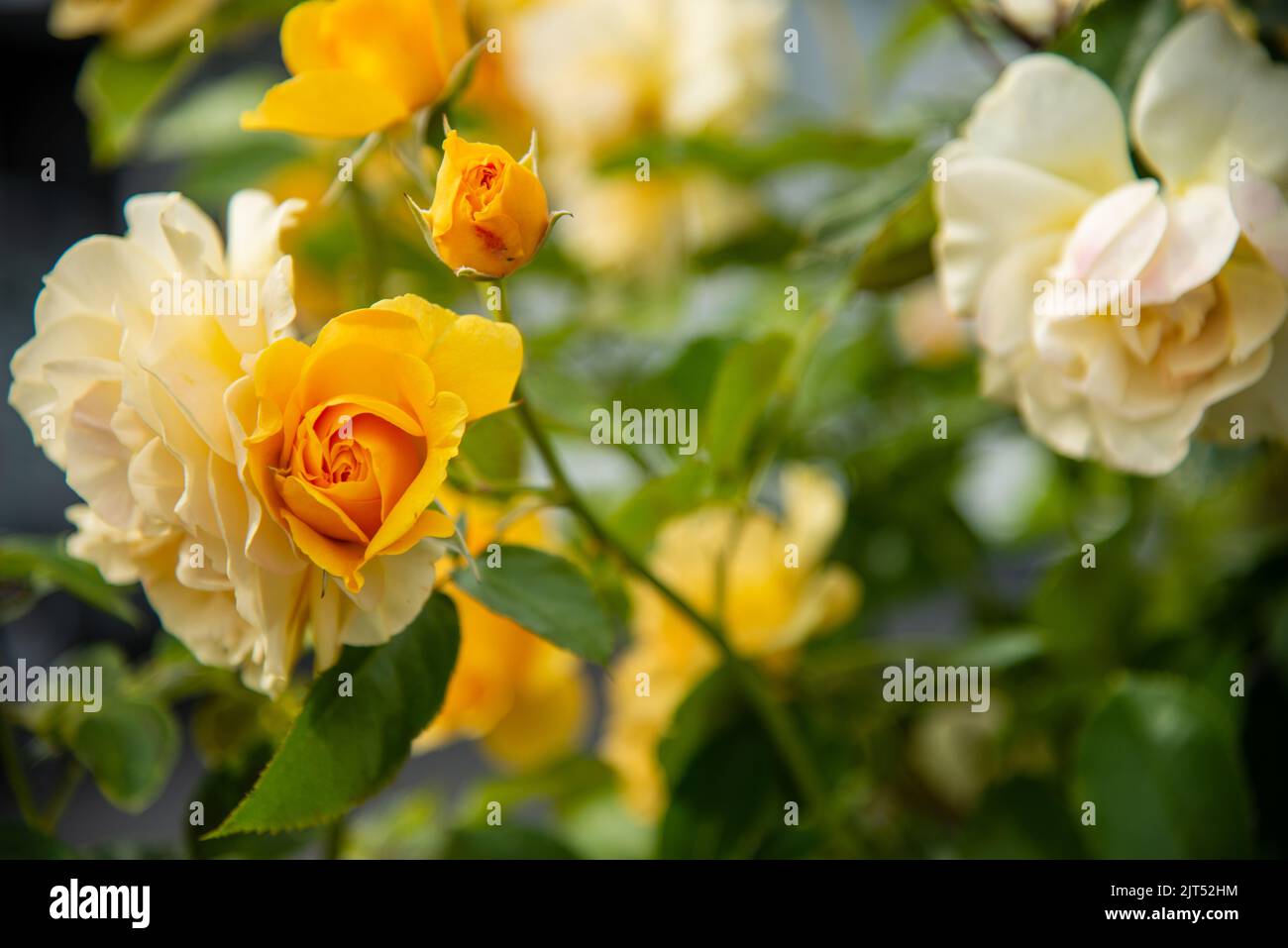 Rose garden. Beautiful display of roses in a large garden setting ...