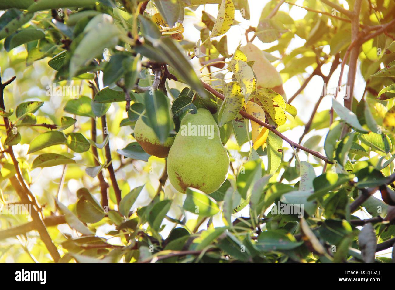 William Pear Fruit on Tree Branch Stock Photo - Alamy
