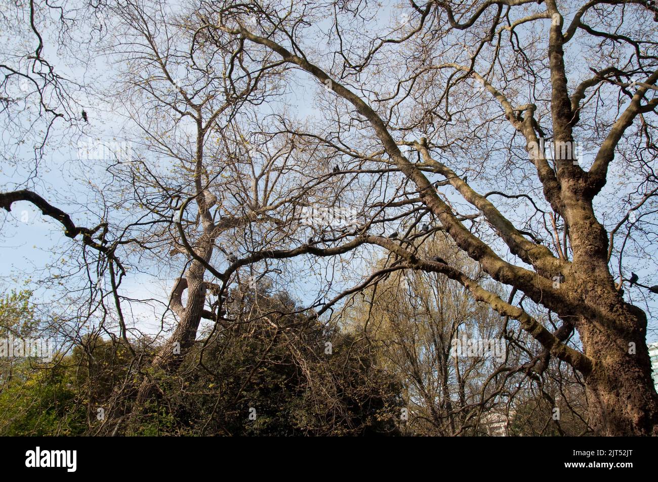 Trees, Gardens, St Stephen's Green, Dublin, Eire. St Stephen's Green is ...