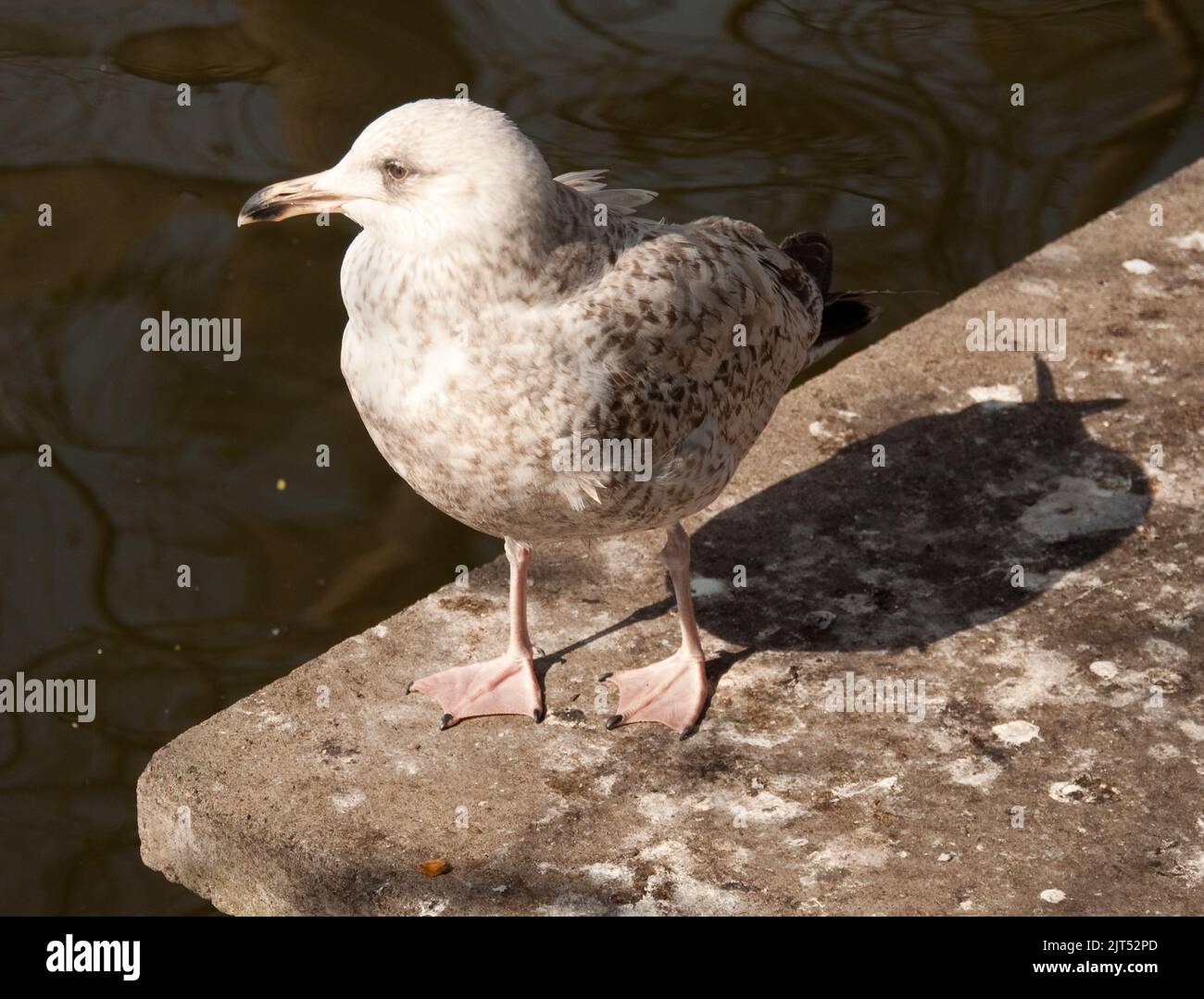 Gulls in public park hi-res stock photography and images - Alamy
