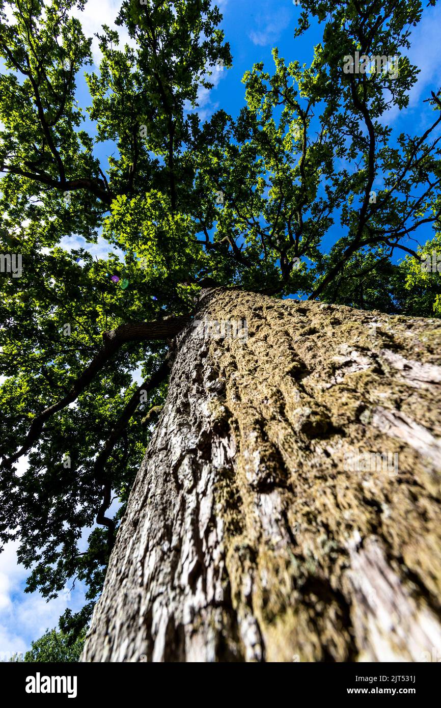Oak tree in the full summer sun. Speech House Woods, Gloucestershire ...