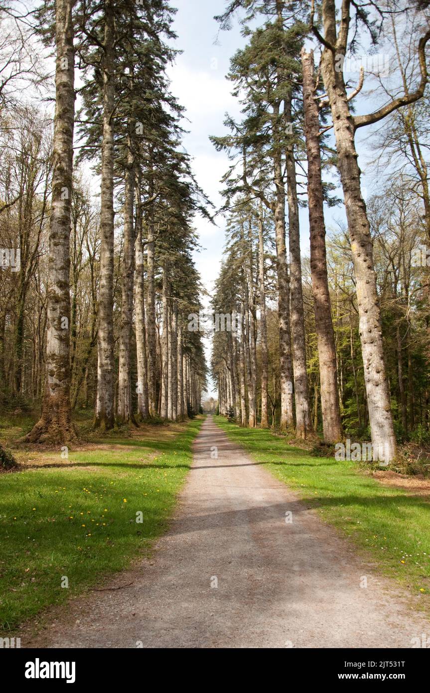 Noble Fir Walk, Tree-lined Walk, Gardens, Woodstock House, Inistioge ...