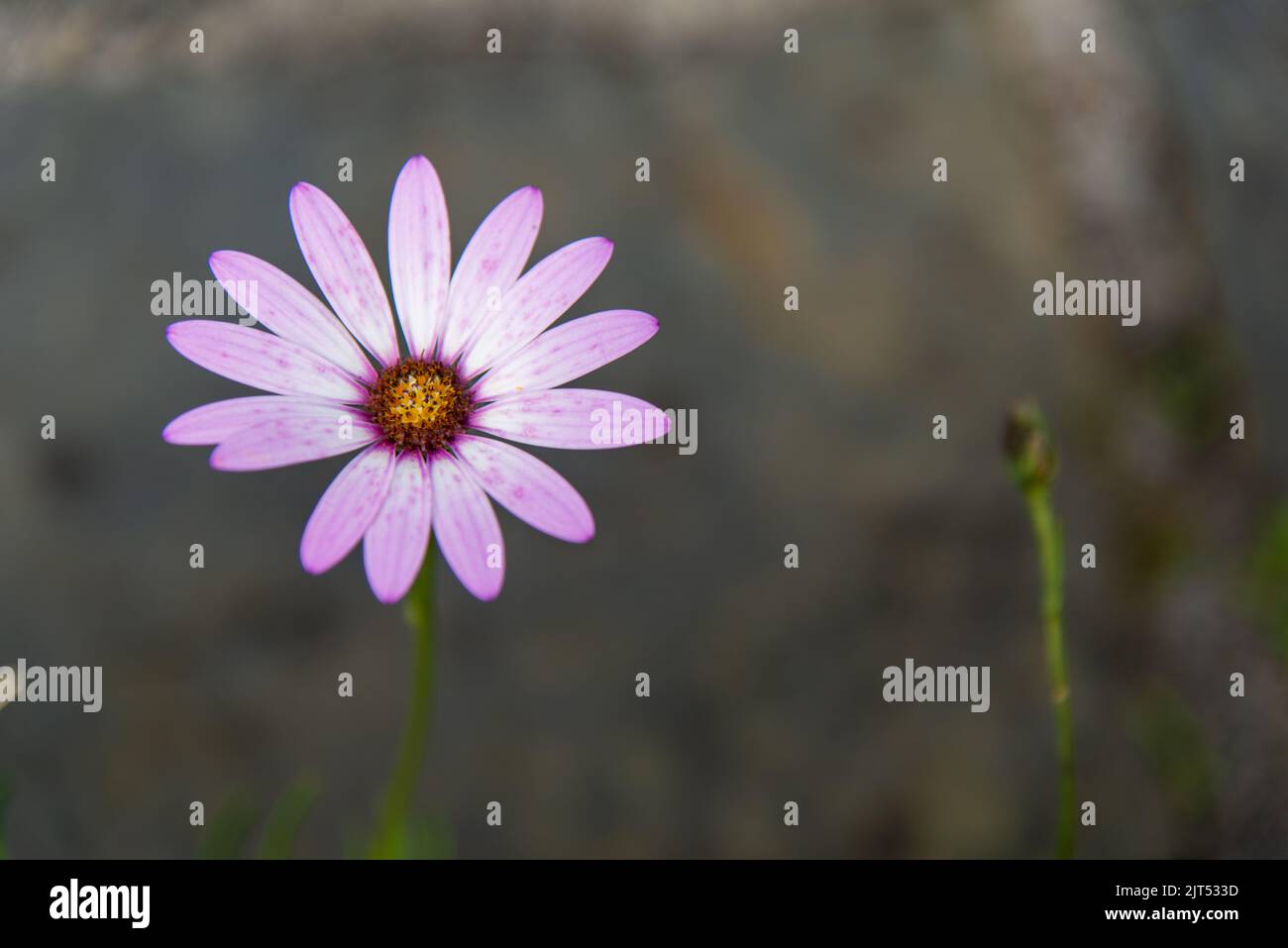 Pink flowers in nature, sweet background, blurry flower background ...