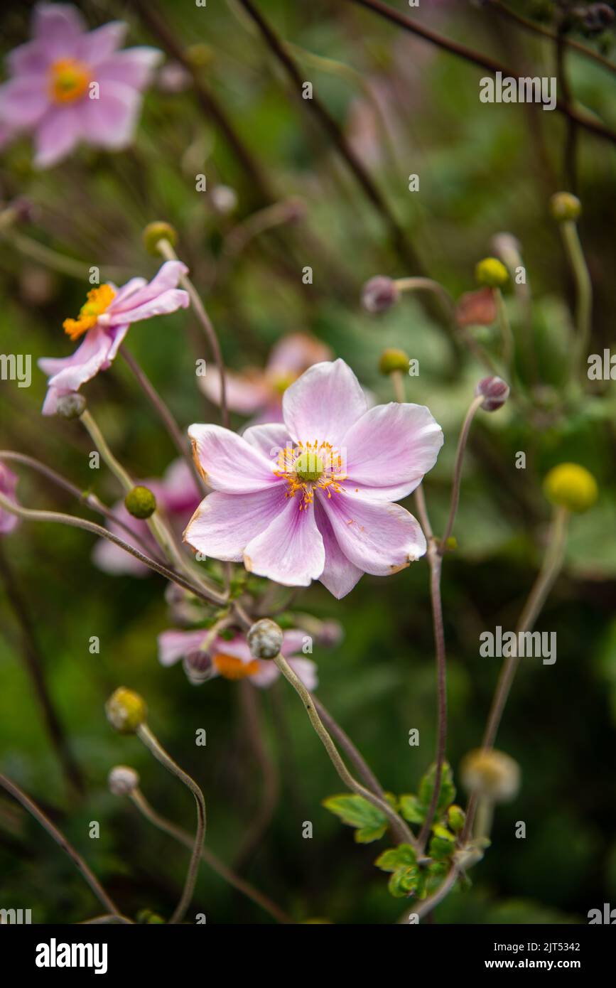 Pink flowers in nature, sweet background, blurry flower background ...