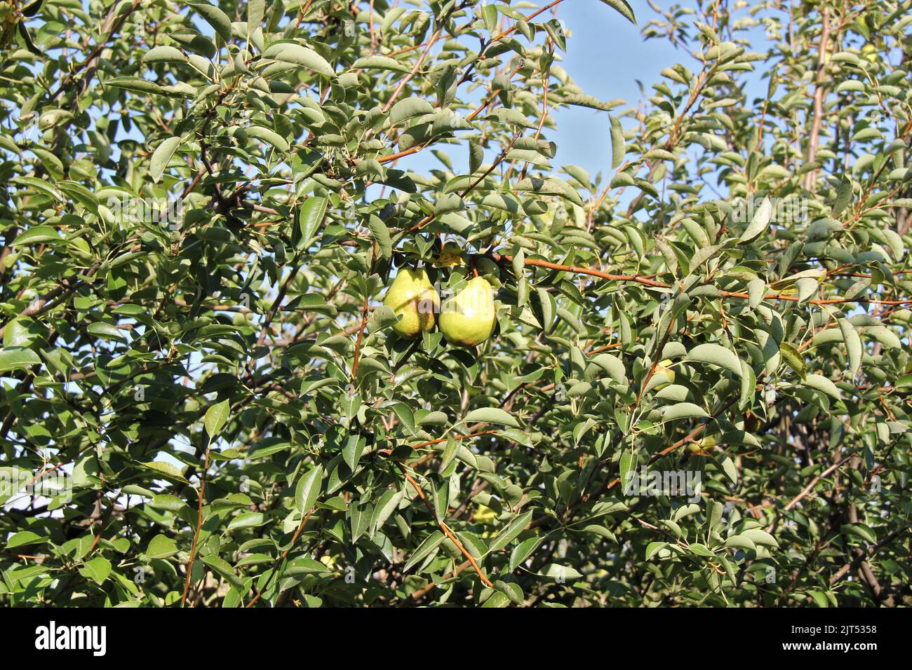 Pear williams tree hi-res stock photography and images - Alamy
