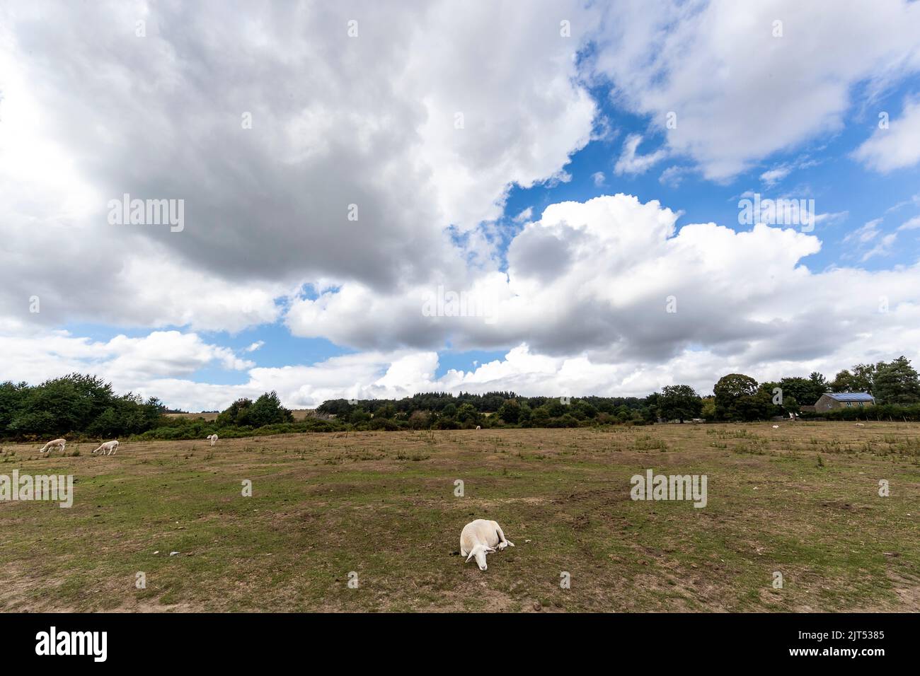 Sheep grazing on Bircher Common were the hot summer has parched the ...