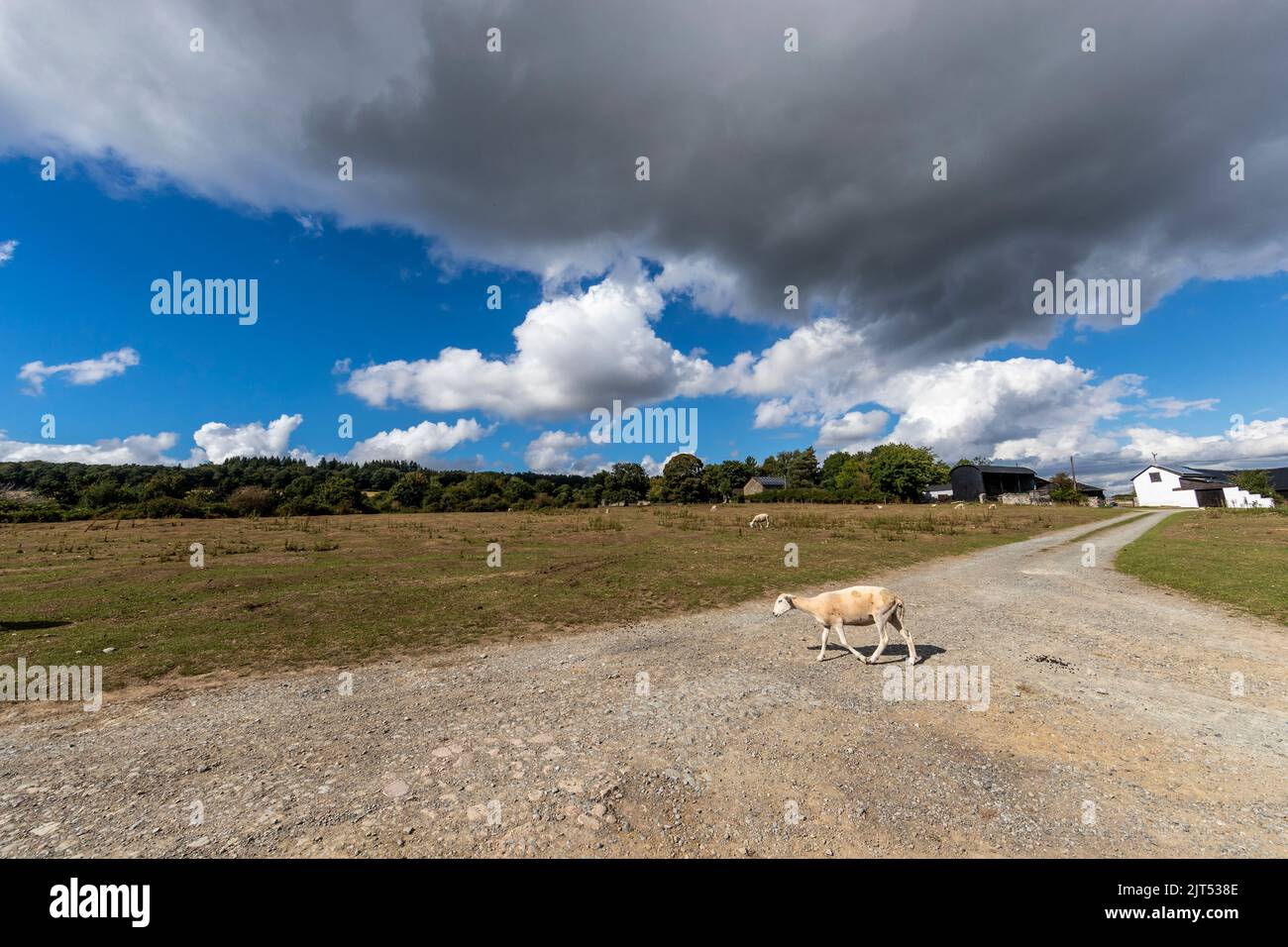Sheep grazing on Bircher Common were the hot summer has parched the ...