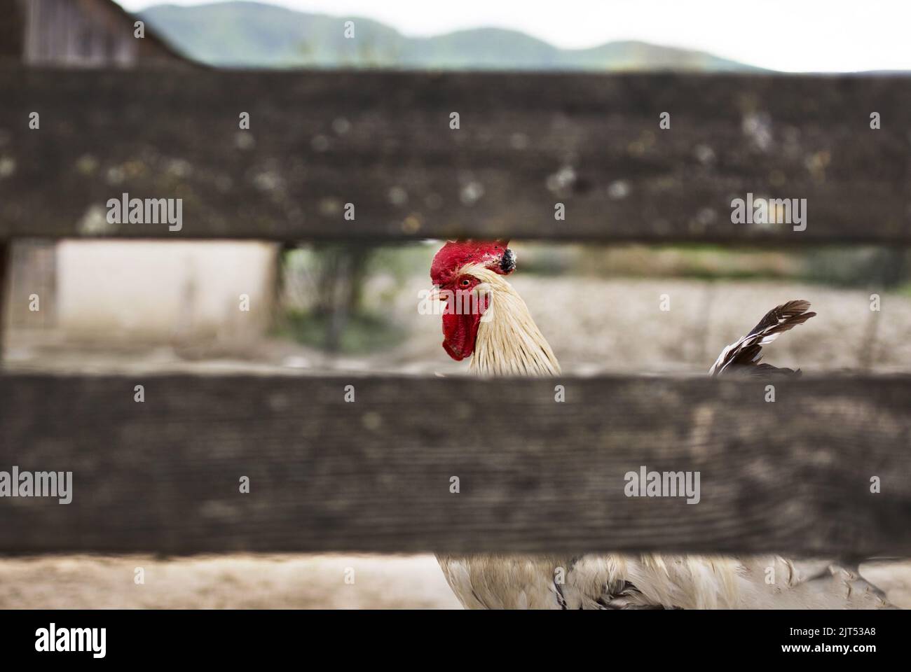 A chicken sneaking behind a wooden fence on the farm Stock Photo - Alamy