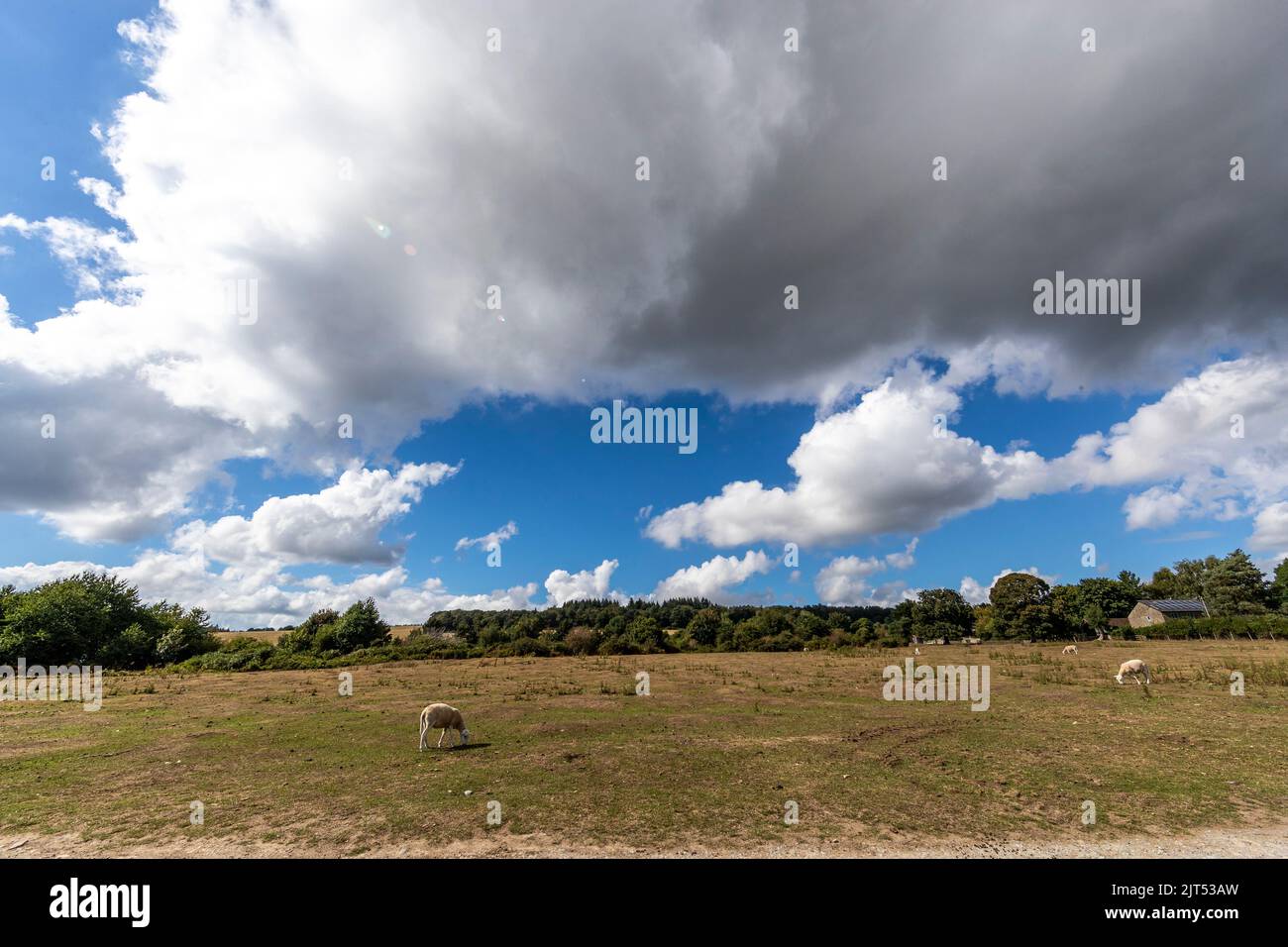Bircher common hi-res stock photography and images - Alamy