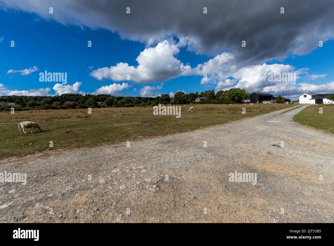 Bircher common hi-res stock photography and images - Alamy