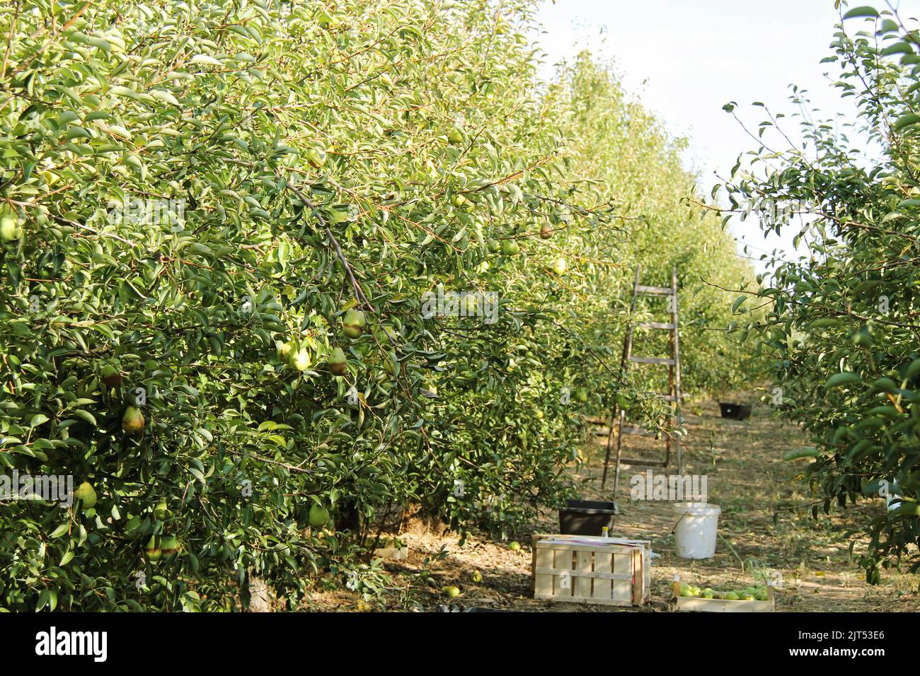 Williams Pear Tree Orchard Harvest Landscape with Ladder and Boxes ...
