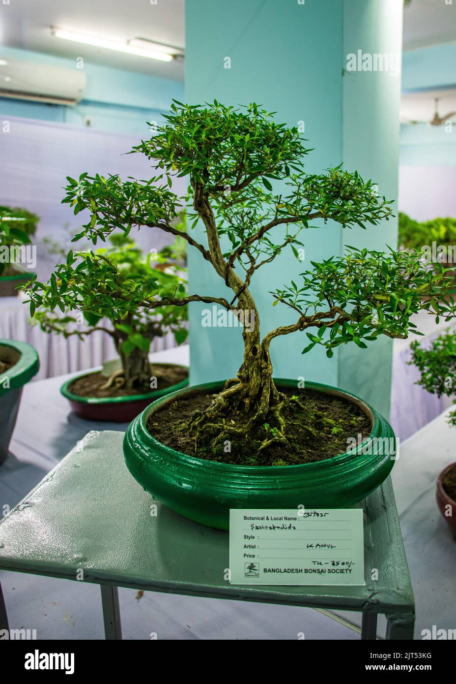 Bonsai tree exhibit on August 27, 2022 Stock Photo - Alamy