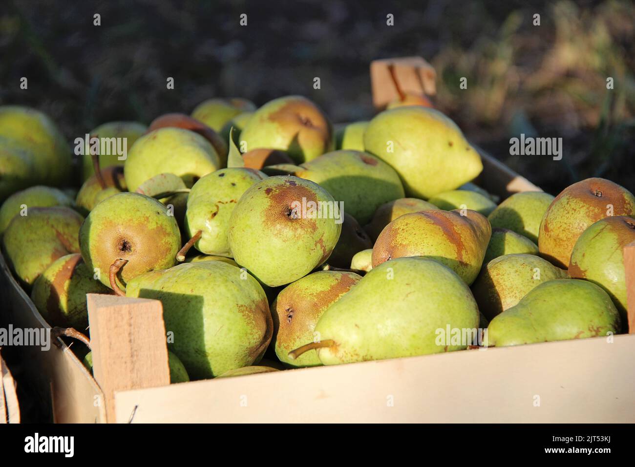 Williams Pears Fruit in Box Stock Photo - Alamy