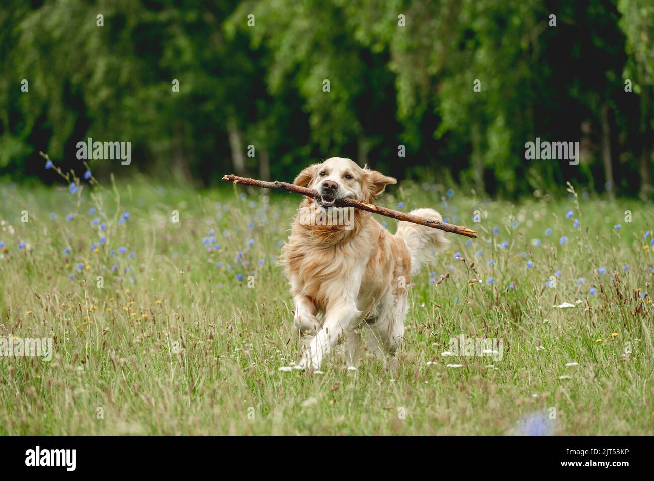 Cute active dog running green hi-res stock photography and images - Alamy