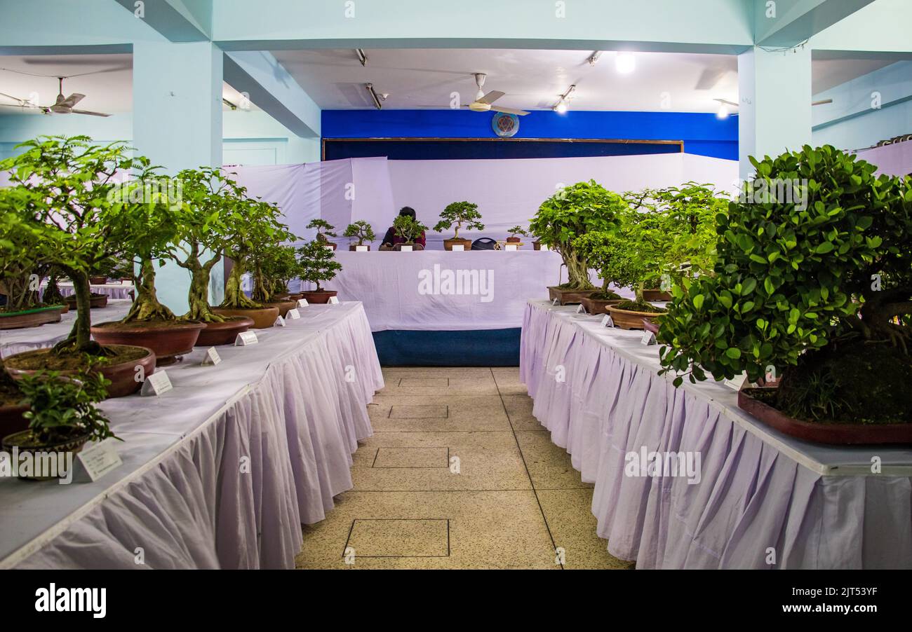 Bonsai tree exhibit on August 27, 2022 Stock Photo - Alamy