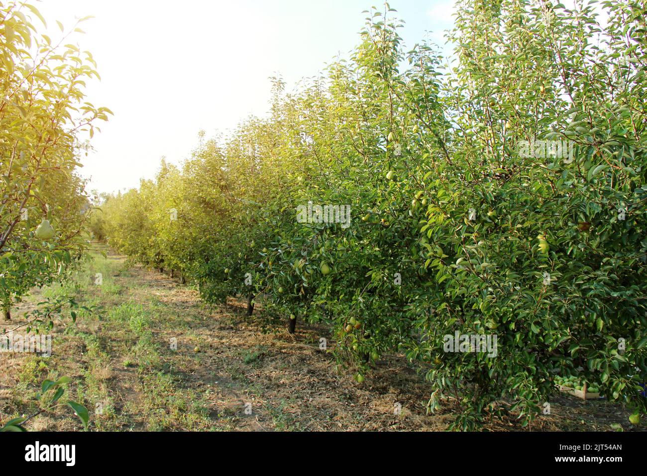 Pear trees in sunshine hi-res stock photography and images - Alamy
