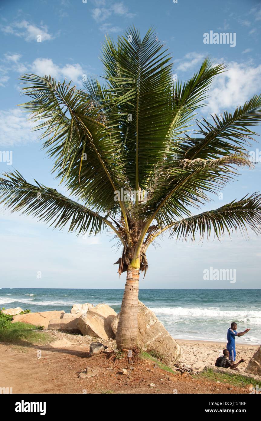 The Atlantic, Sinkor, Monrovia, Liberia - palm tree, the Atlantic with ...