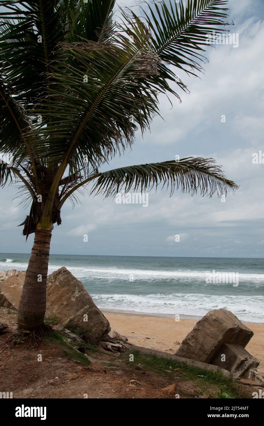 Palmtree and The Atlantic, Sinkor, Monrovia, Liberia Stock Photo - Alamy
