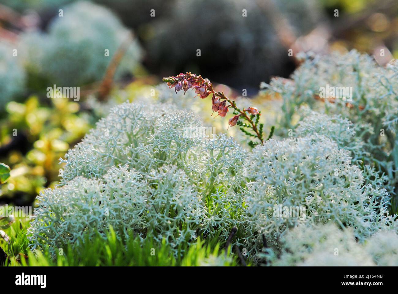 Reindeer moss lichen species hi-res stock photography and images - Alamy