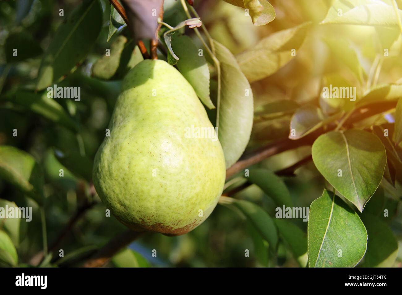 Ripe william pears hi-res stock photography and images - Alamy