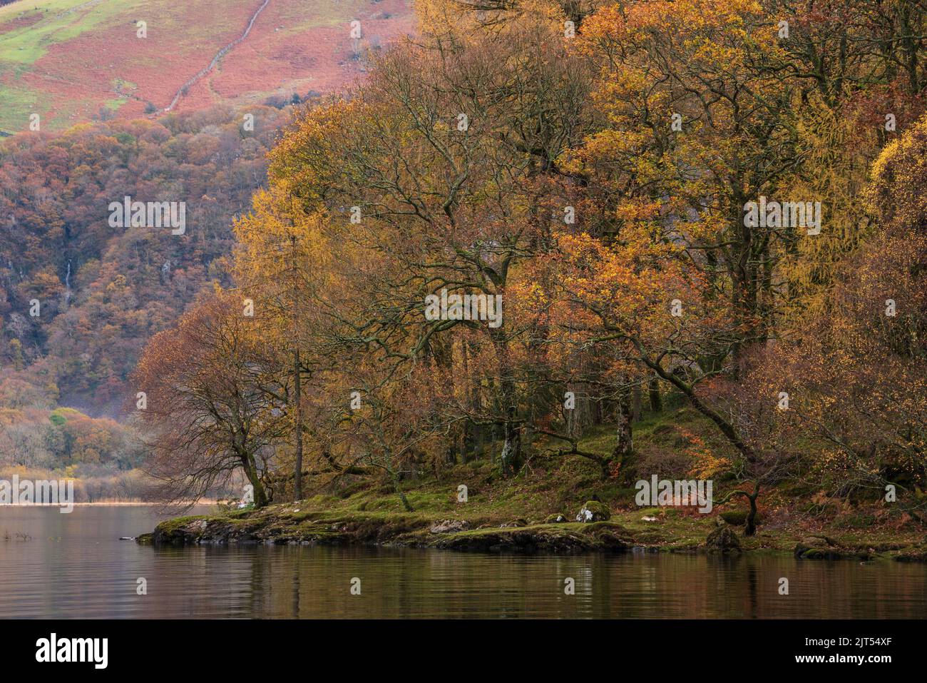 Stunning Lake District forest landscape of Manesty Park during vibrant ...