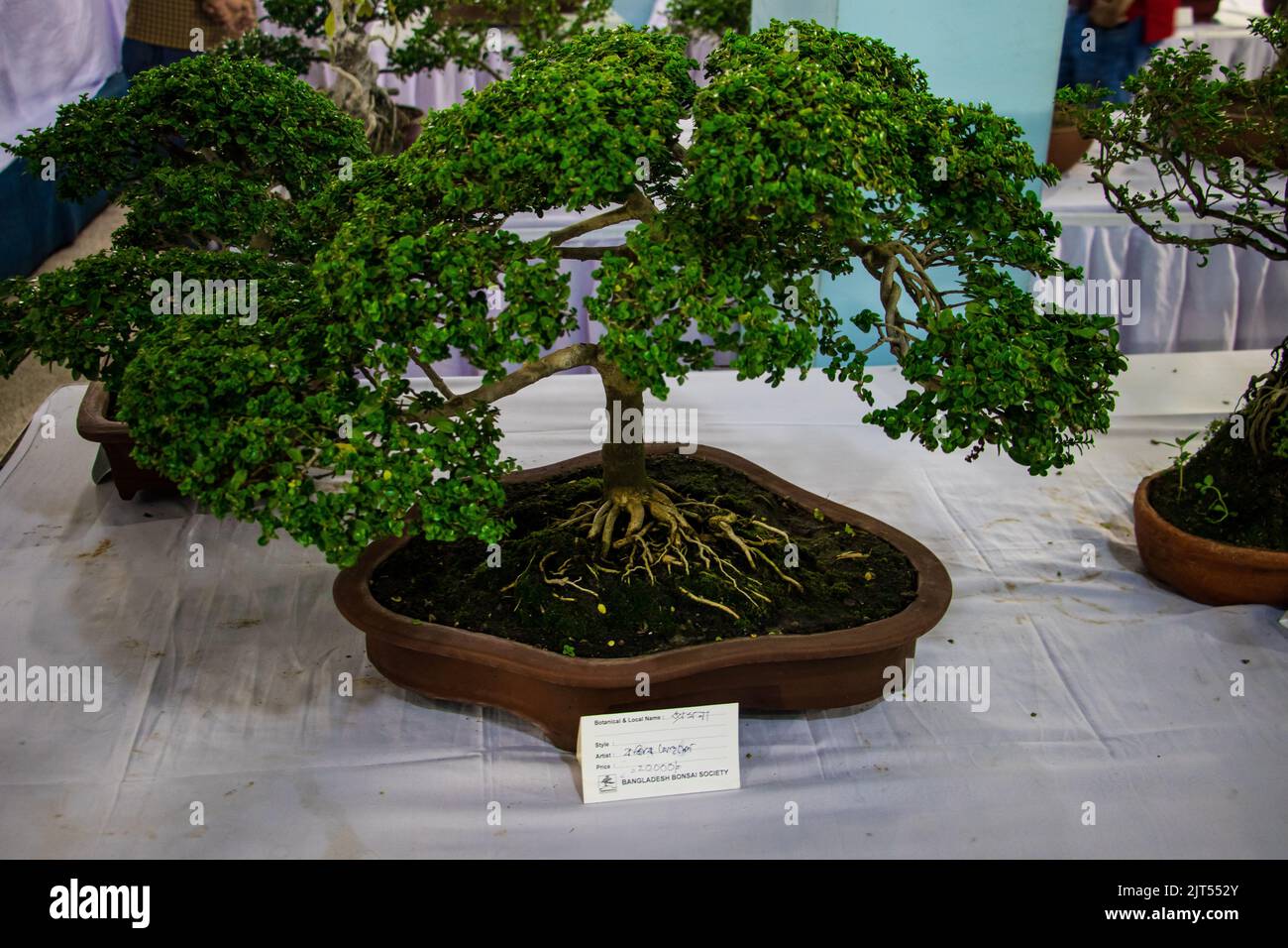 Bonsai tree exhibit on August 27, 2022 Stock Photo - Alamy