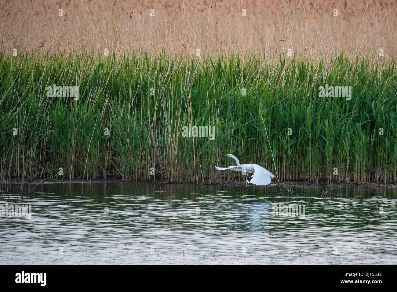 Lovely image of beautiful Great White Egret Ardea Alba in flight over ...