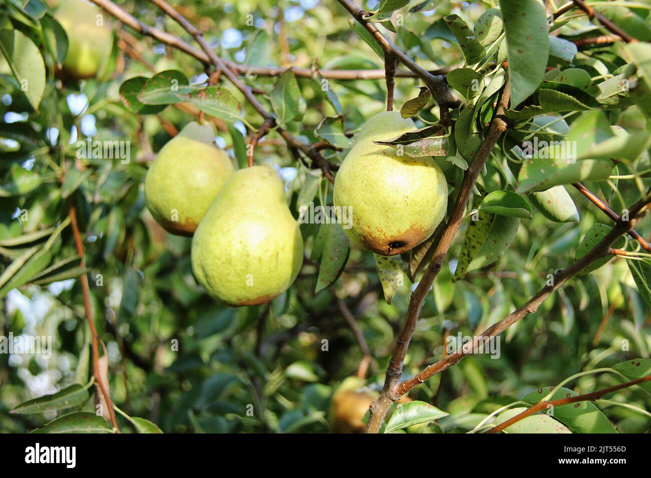 Natural William Pear Tree with Many Fruit Hanging on Tree Branch Stock ...