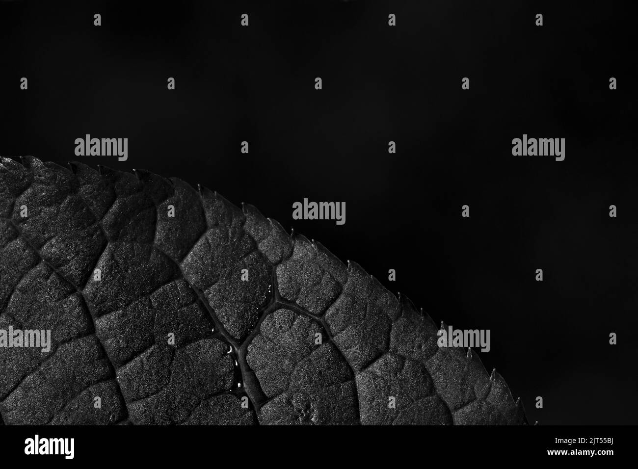 A grayscale macro of a leaf with dew Stock Photo - Alamy