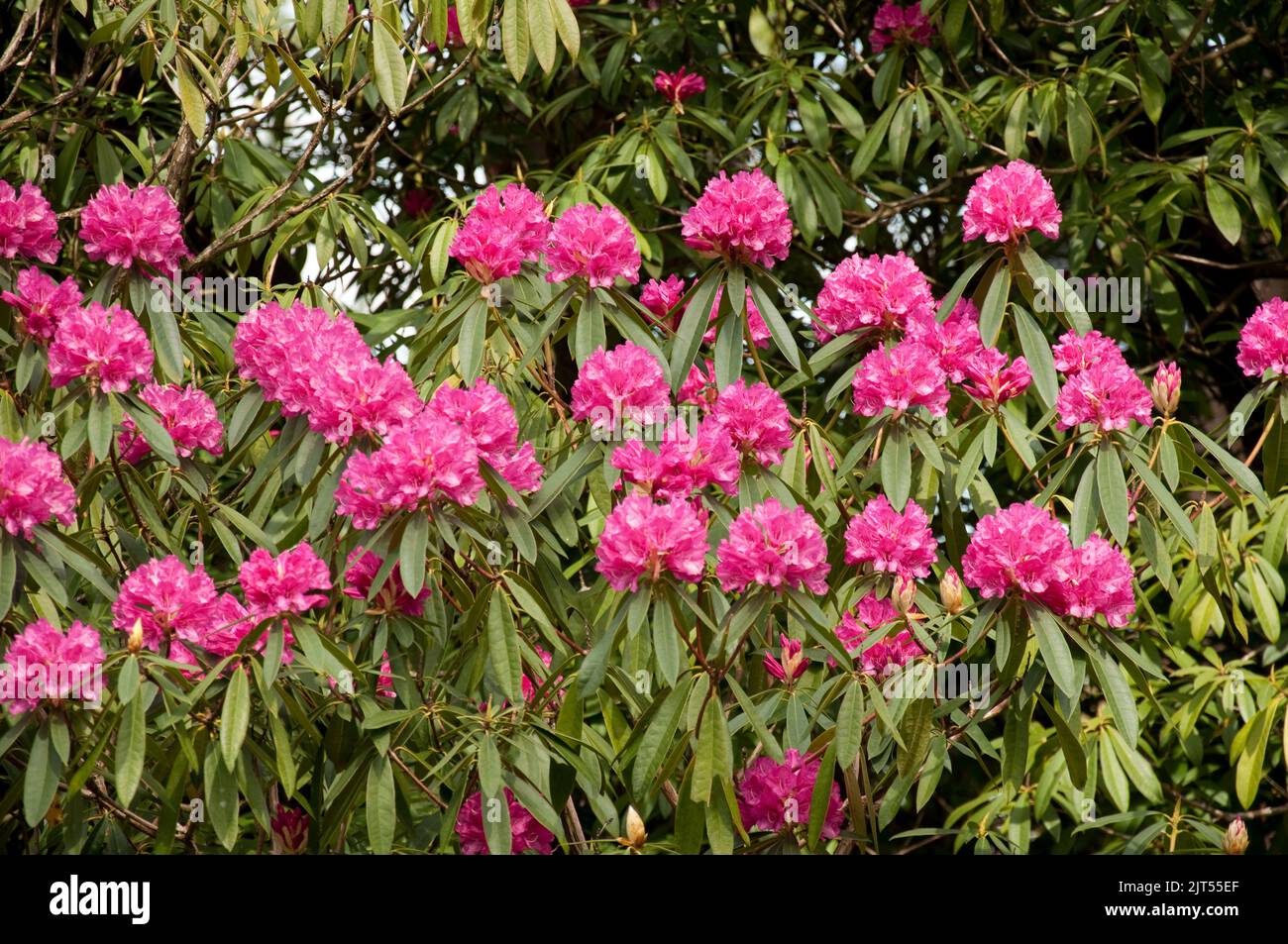 Rhodedendron tree hi-res stock photography and images - Alamy