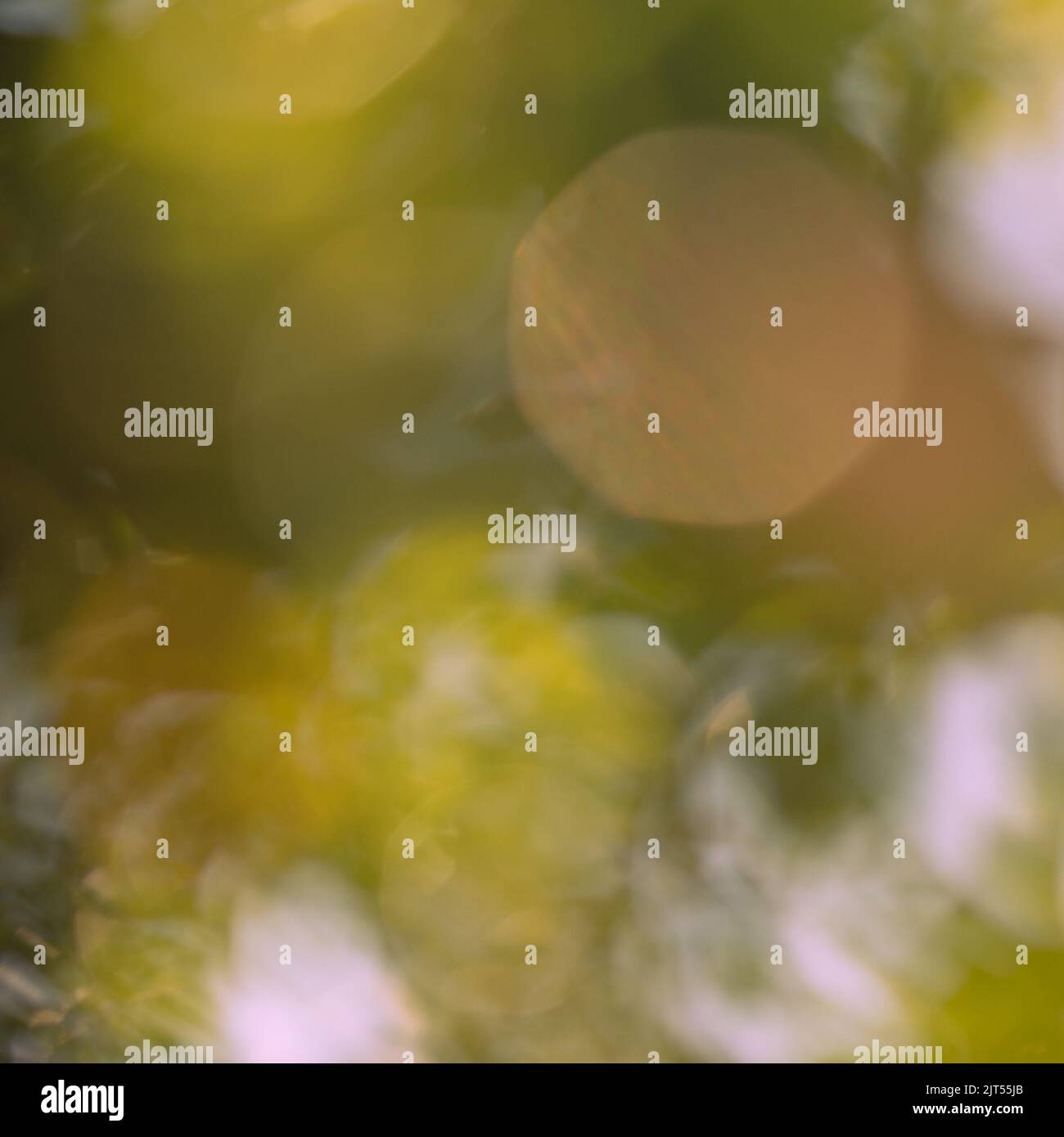 Natural bokeh design, sunlight background, green leaves, park and ...