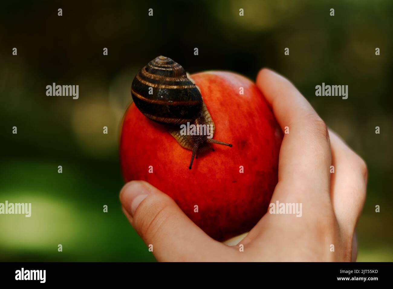 Snail on an apple, nature background. Wonderful nature Stock Photo - Alamy