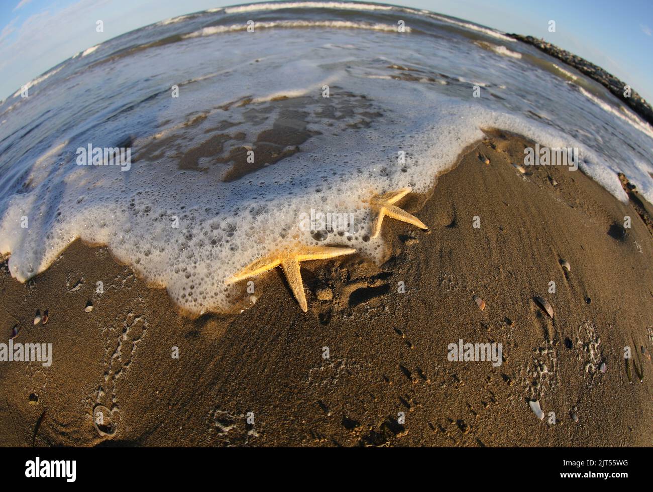 two big starfish beached on the seashore photographed with a fisheye ...