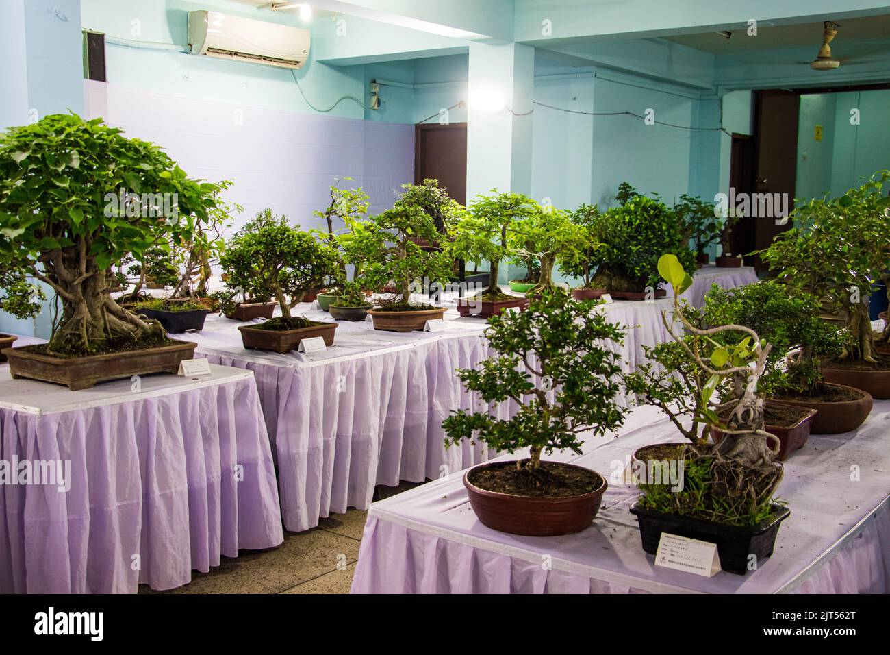 Bonsai tree exhibit on August 27, 2022 Stock Photo - Alamy