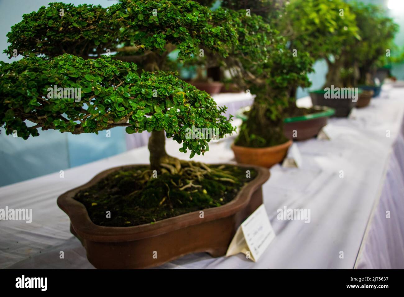 Bonsai tree exhibit on August 27, 2022 Stock Photo - Alamy