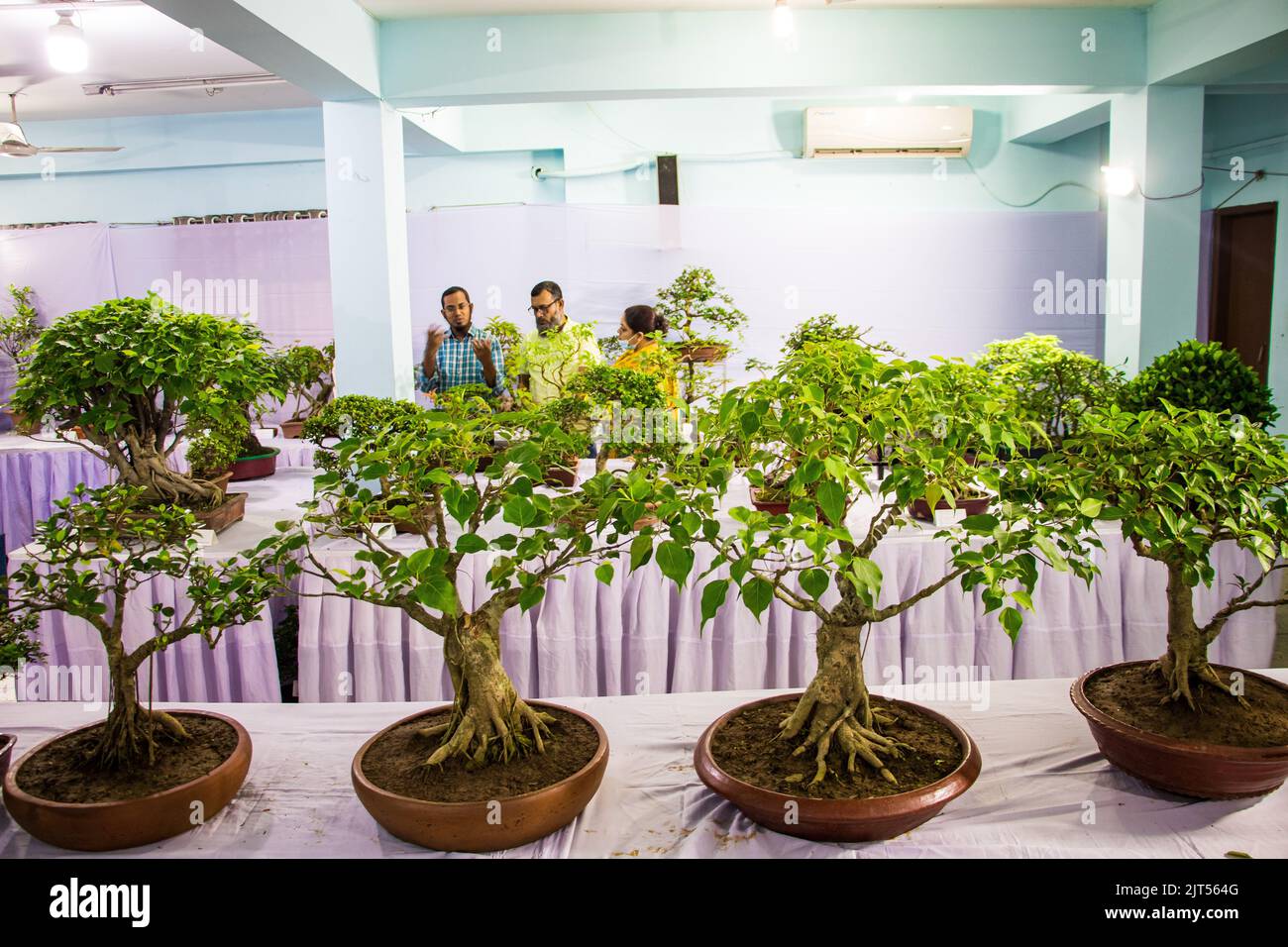 Bonsai tree exhibit on August 27, 2022 Stock Photo - Alamy