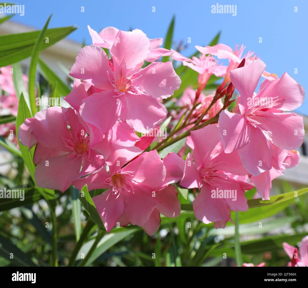 pink Oleander flower and the typical flower of the Mediterranean scrub ...