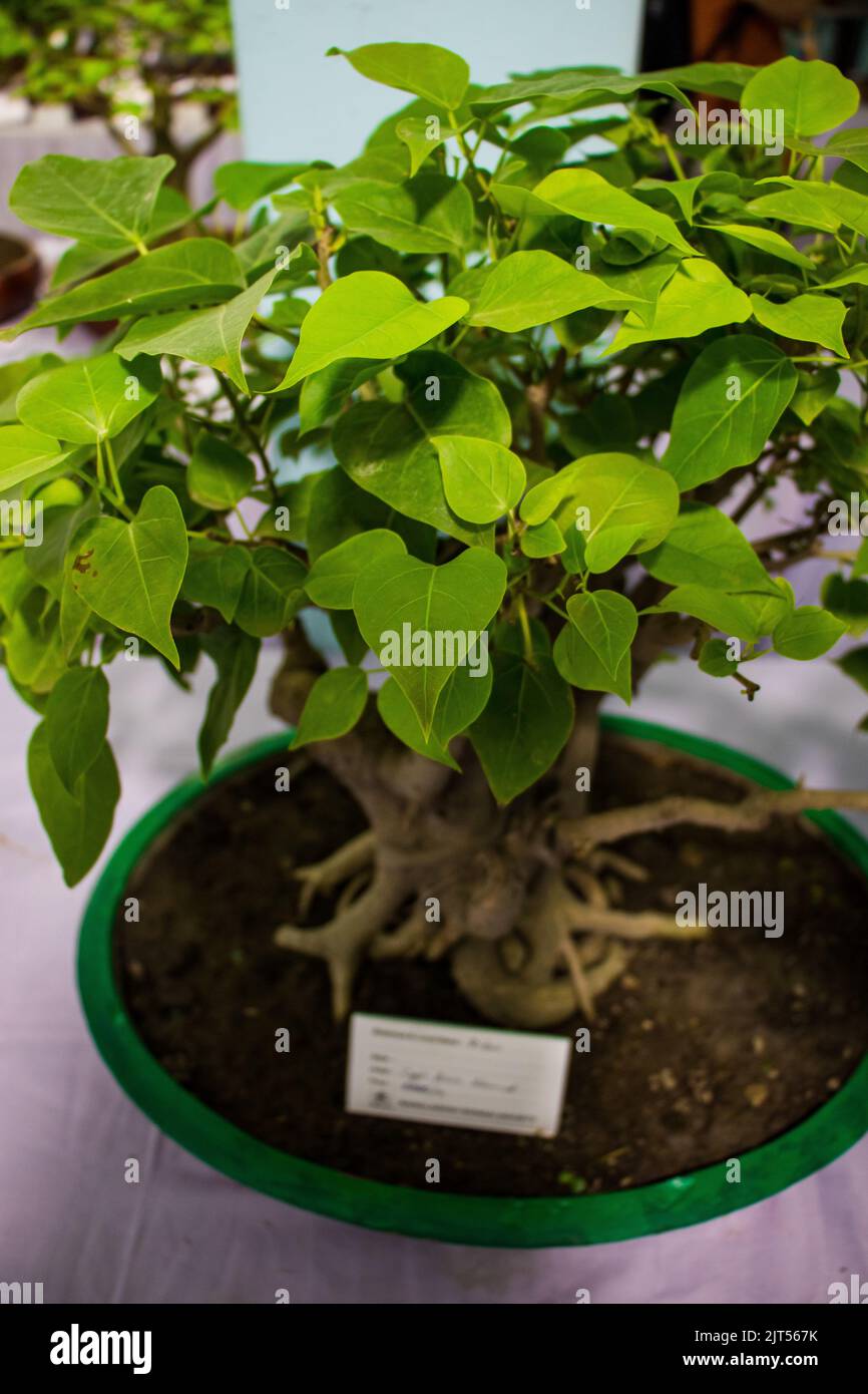 Bonsai tree exhibit on August 27, 2022 Stock Photo - Alamy
