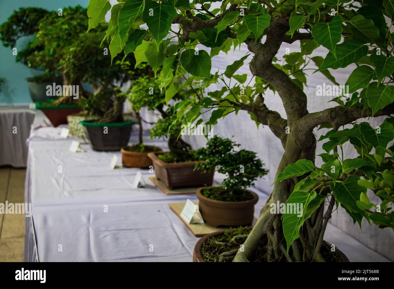 Bonsai tree exhibit on August 27, 2022 Stock Photo - Alamy