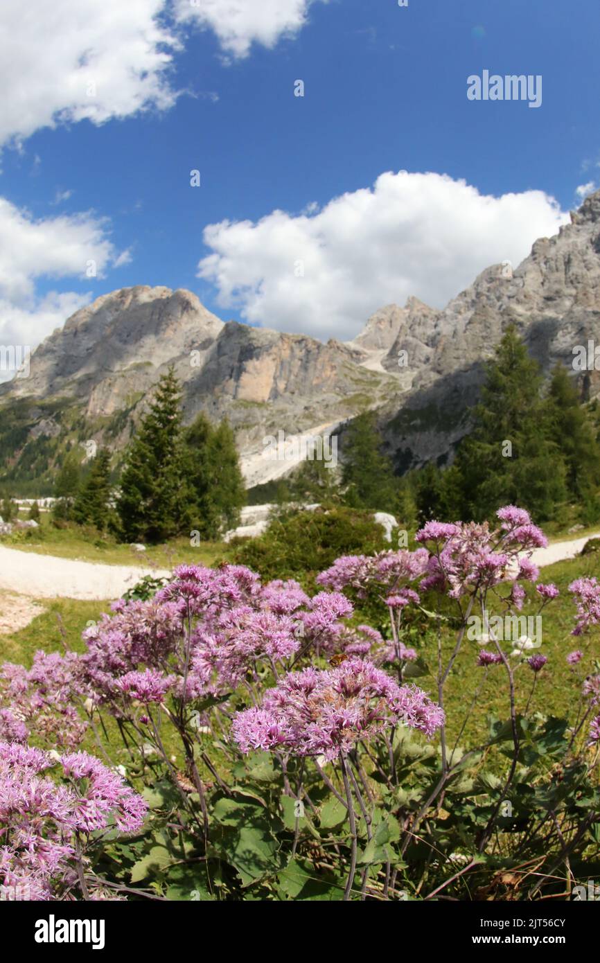Violet flowers called adenostyles alliariae in the european alps Stock ...