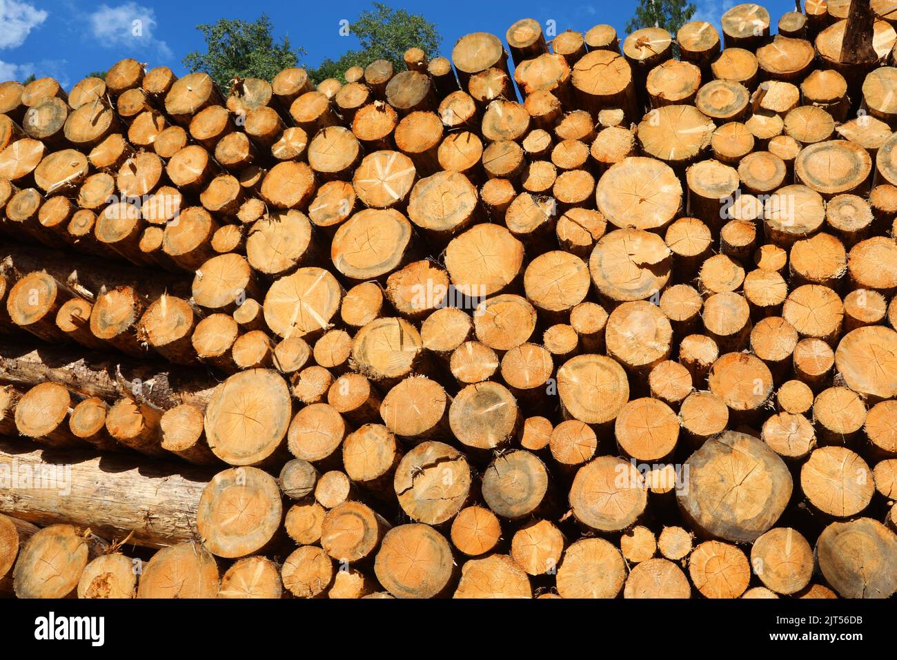 pile of logs sawn by the lumberjacks Ready to be processed in the ...