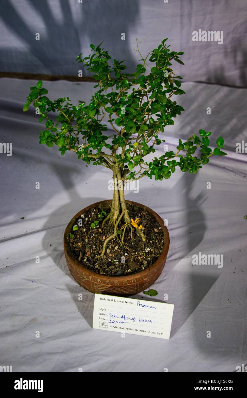 Bonsai tree exhibit on August 27, 2022 Stock Photo - Alamy