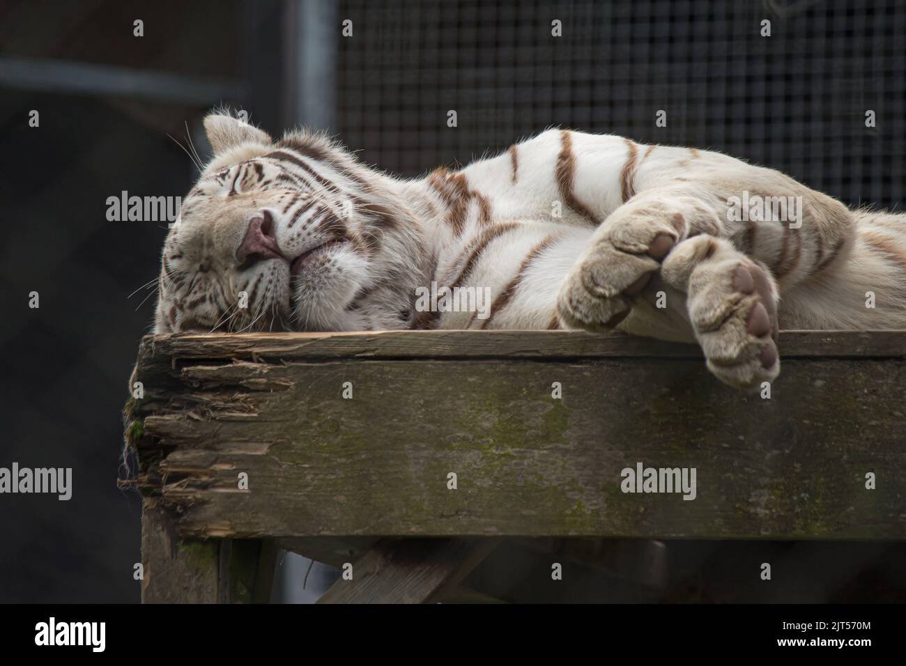 A sleeping white tiger on wooden surface Stock Photo - Alamy