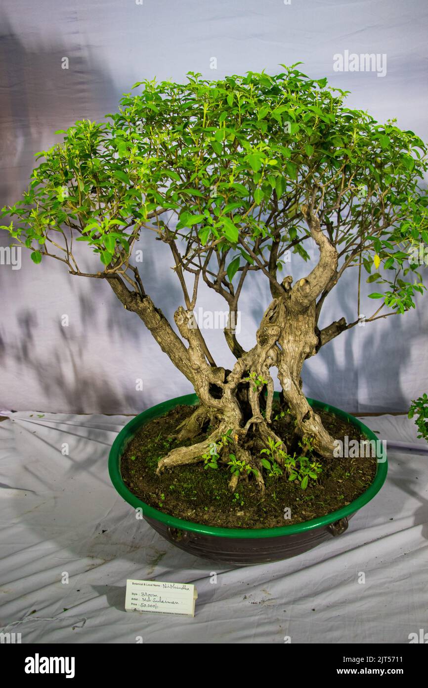 Bonsai tree exhibit on August 27, 2022 Stock Photo - Alamy