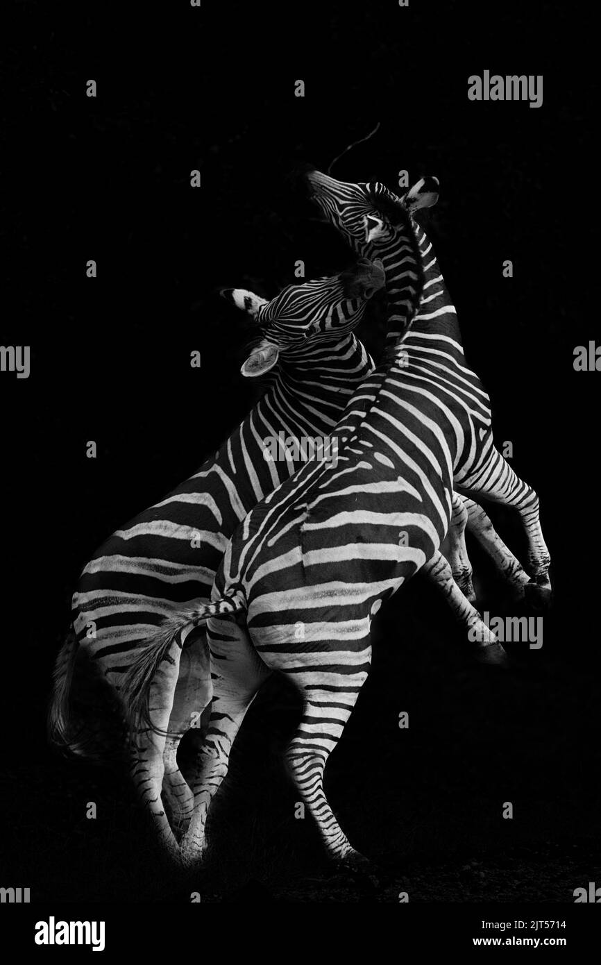 Zebra Stallions fighting - black and white image on black background ...