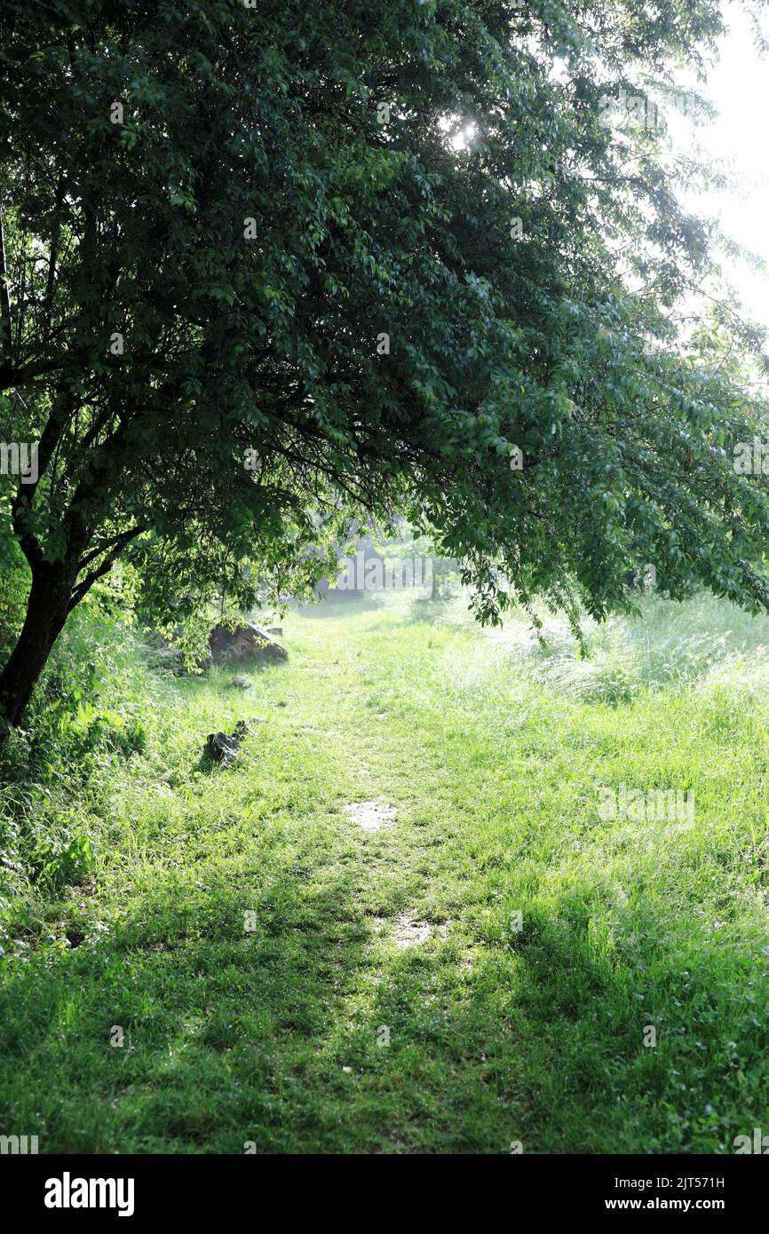 View of forest path after rain, Adygea Stock Photo - Alamy
